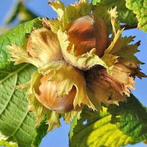 Rooted Hazelnut Tree 3 Pieces Plants - Etsy