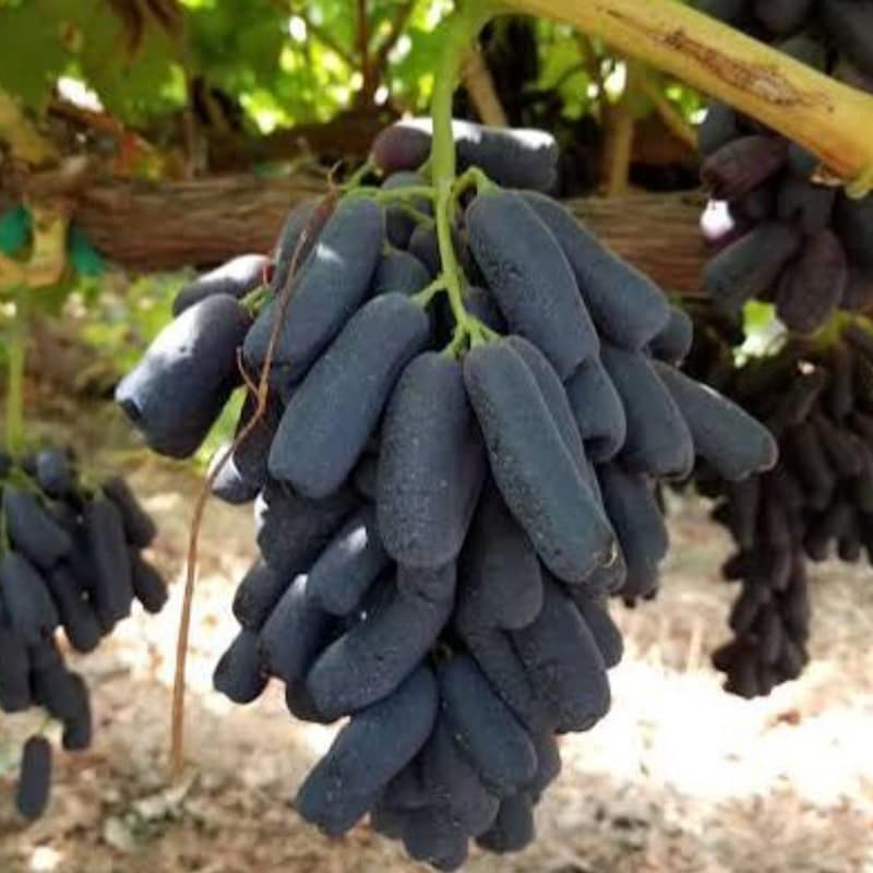 Chapeau Grape De Raisin - Etsy Canada