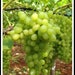Sugraone - Superior Seedless Grapes 3 Cuttings - Etsy Canada