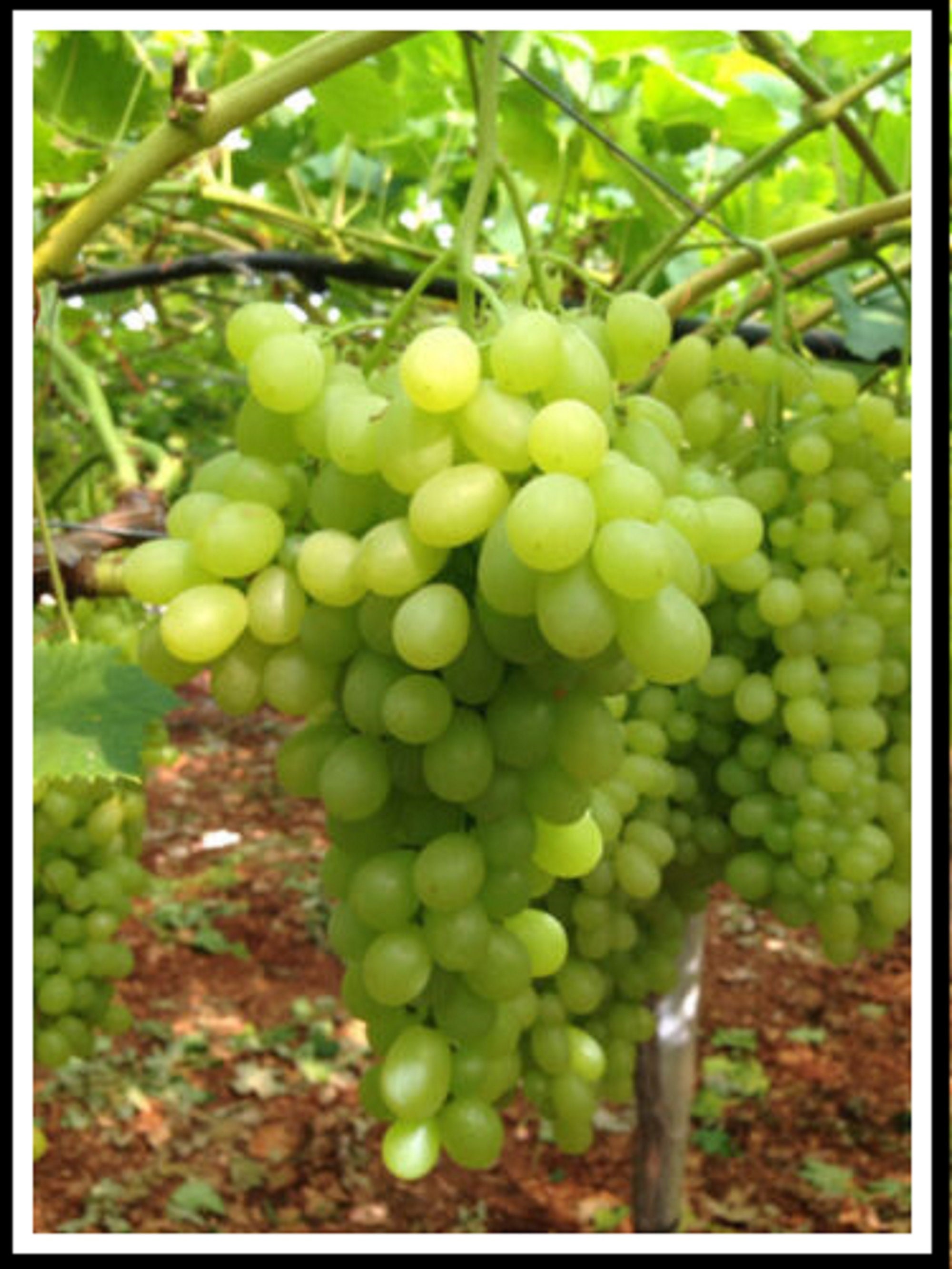 Sugraone - Superior Seedless Grapes 3 Cuttings - Etsy Canada