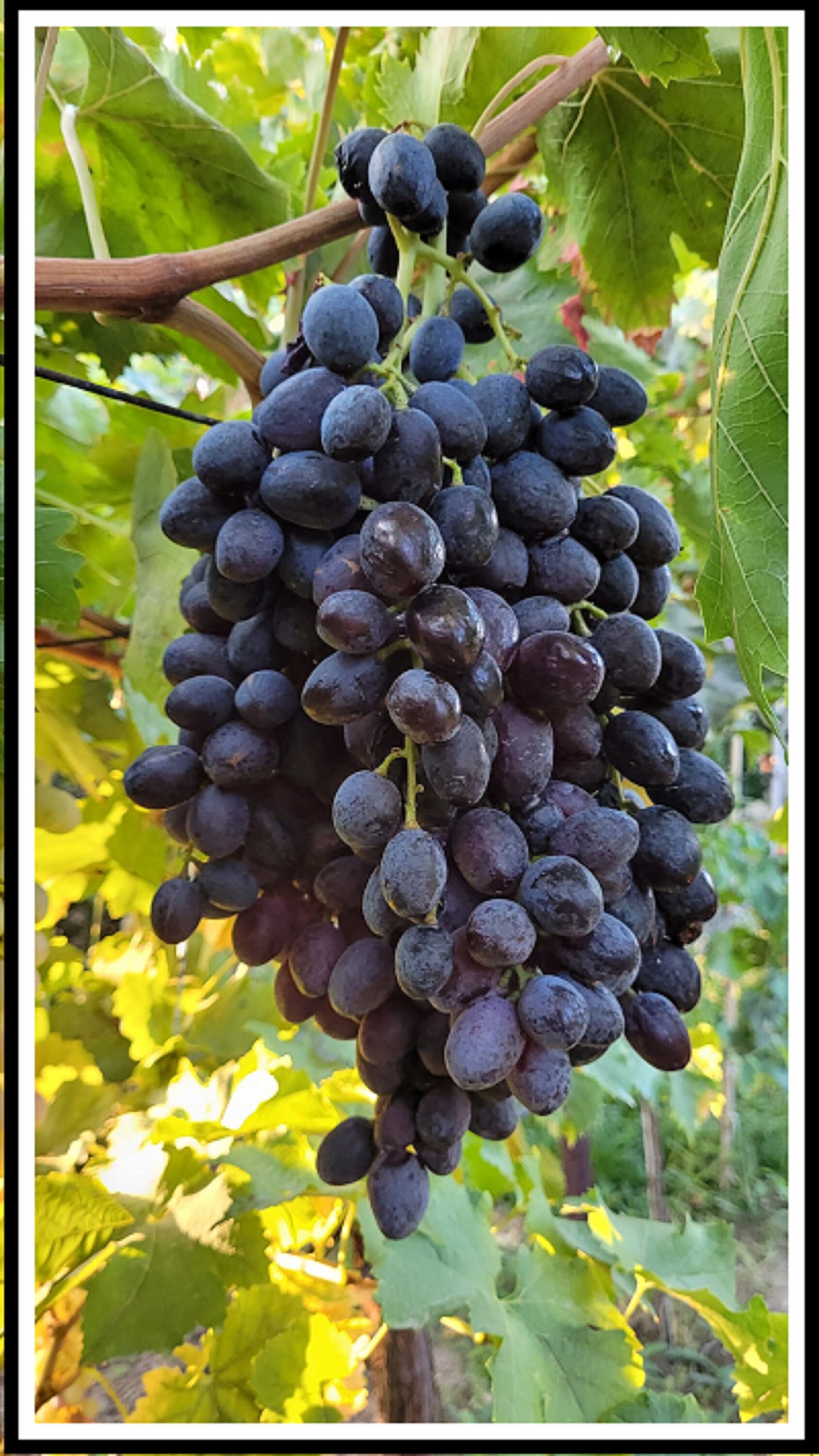 Autumn Royal Seedless Grapes 3 Fresh Cuttings - Etsy Australia