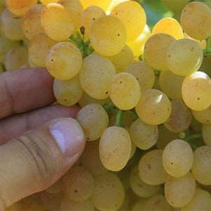 Rooted Grape Vine - Sultana Seedless Grapes - Rooted 3 Pieces Grapes ...