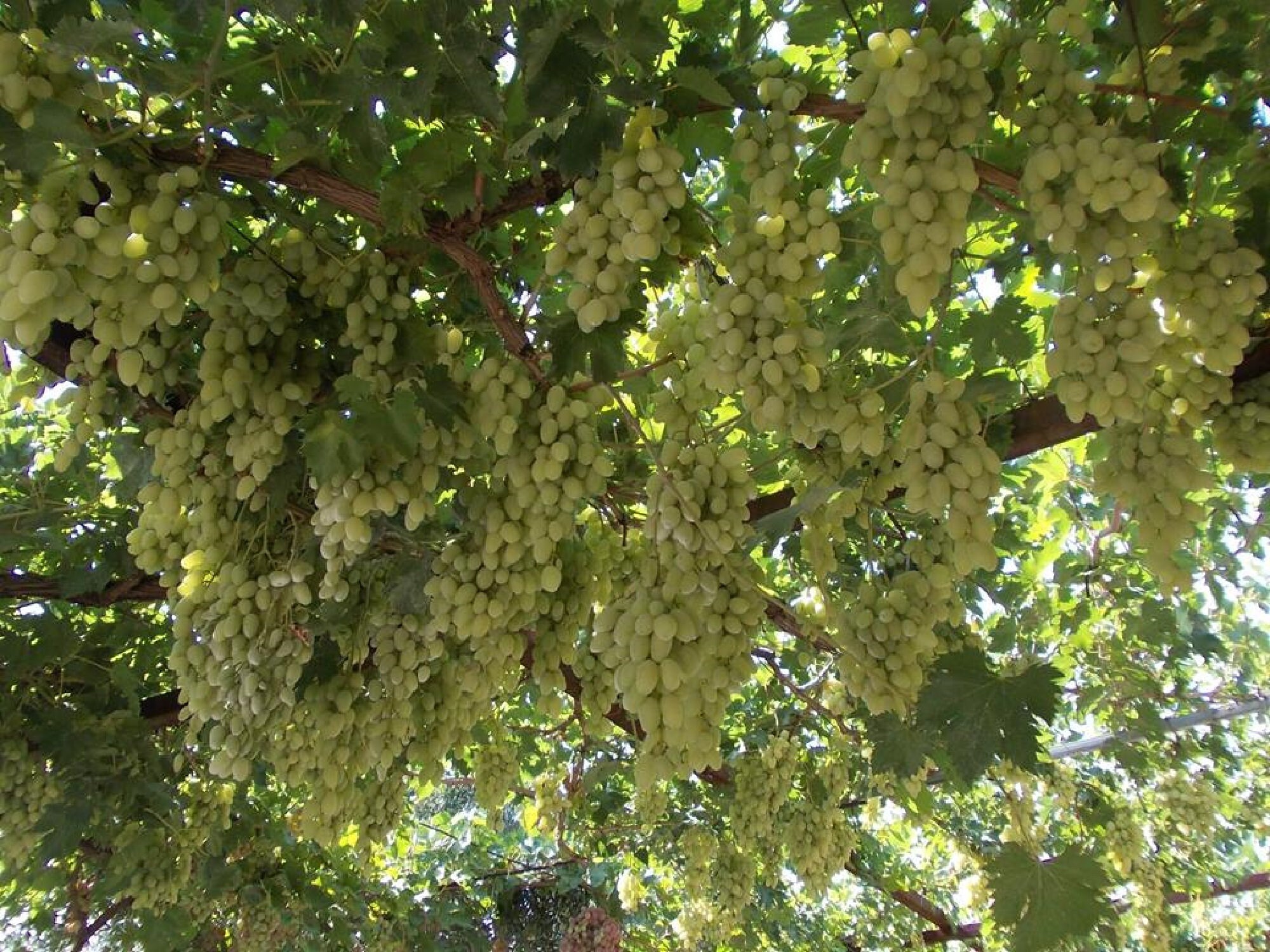 Turkish Grapes Razaki Grapes 3 Cuttings - Etsy Canada