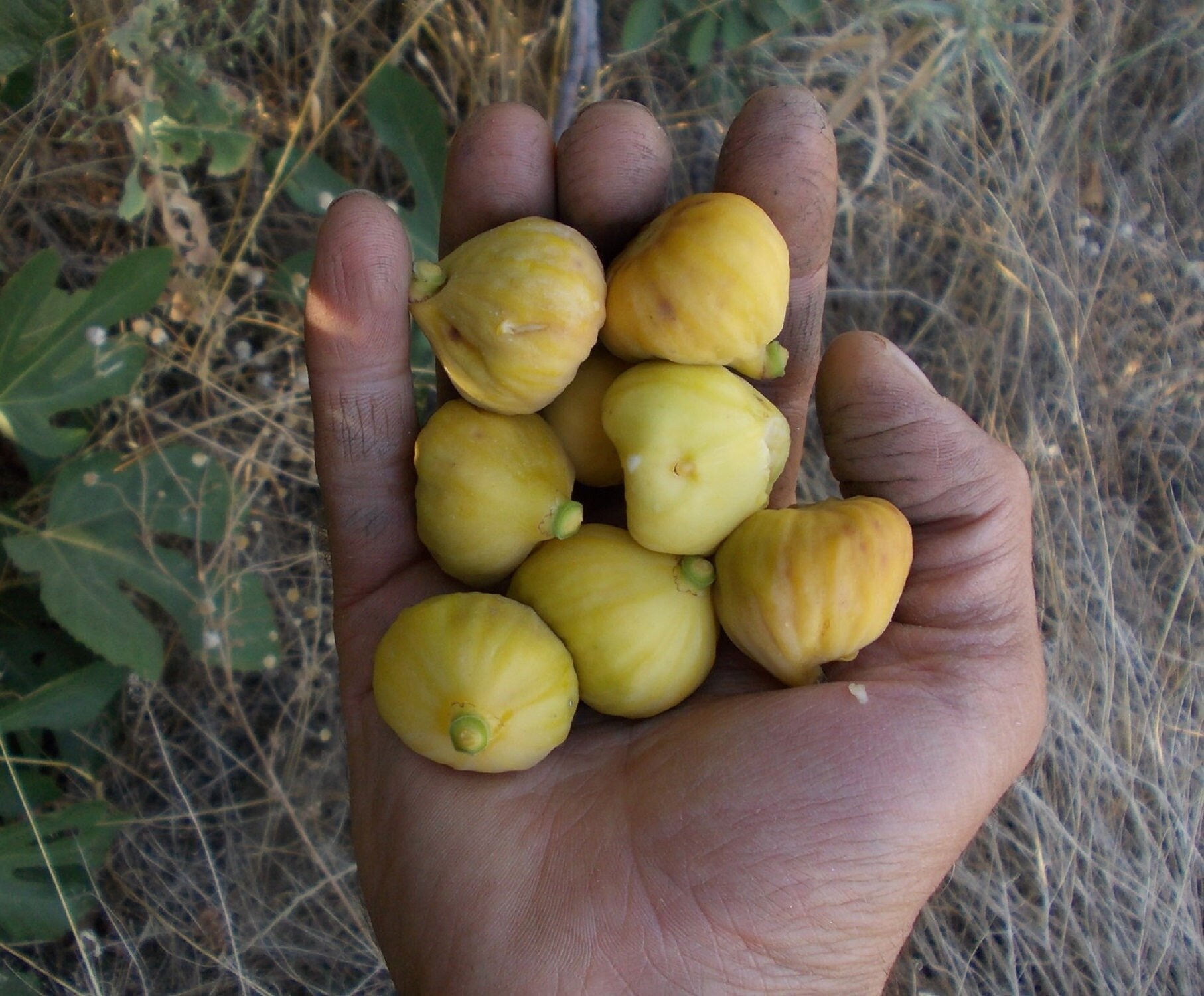 Fig Cuttings Mini Nut Fig 3 Fresh Cuttings - Etsy