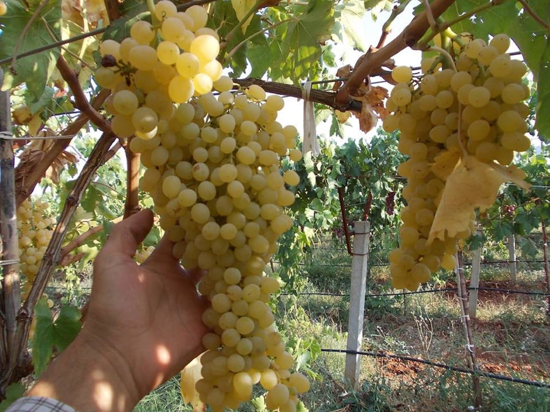 Rooted Grape Vine - Sultana Seedless Grapes - Rooted 3 Pieces Grapes Plants - Etsy