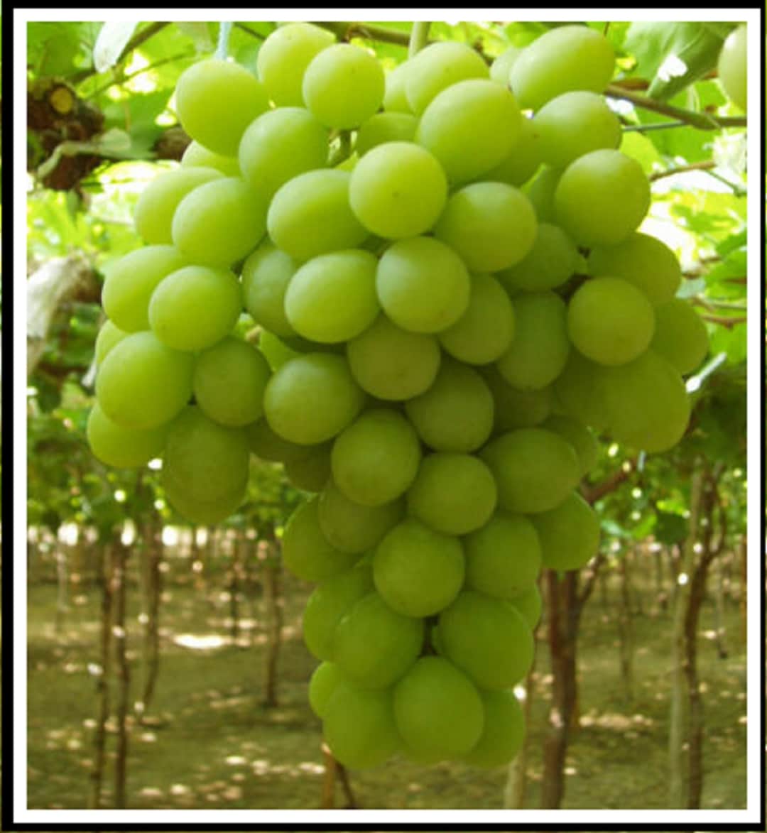 Sugraone - Superior Seedless Grapes 3 Cuttings - Etsy Canada