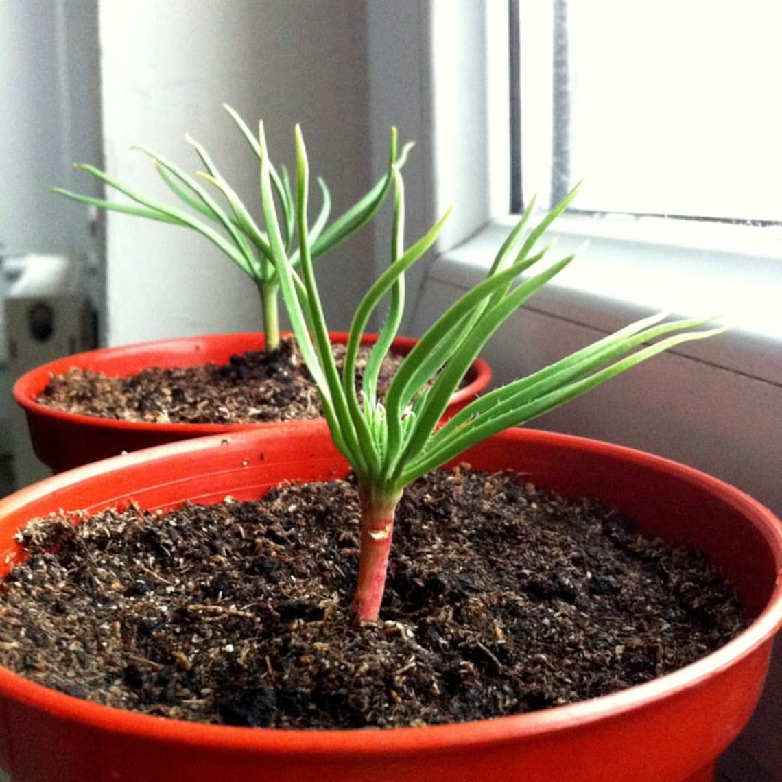 Stone Pine Pinus Pinea 30 Fresh Seeds - Etsy