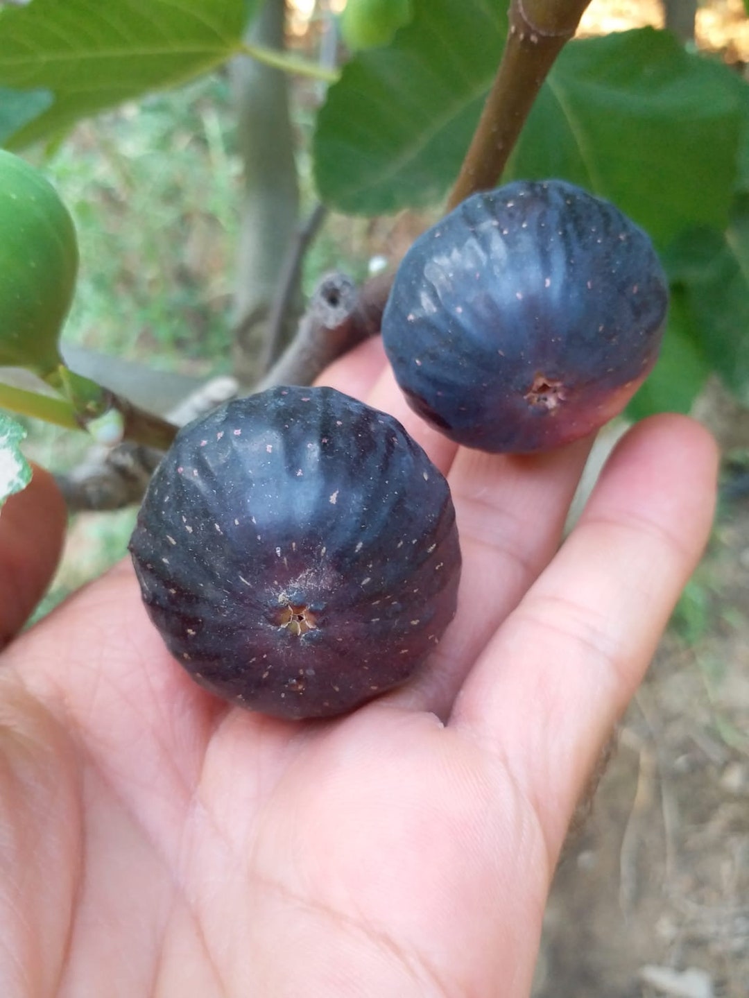 Fig Tree 2 Variety Black Star Fig 208 Black Fig Rooted 4 Pieces Fig Plants - Etsy