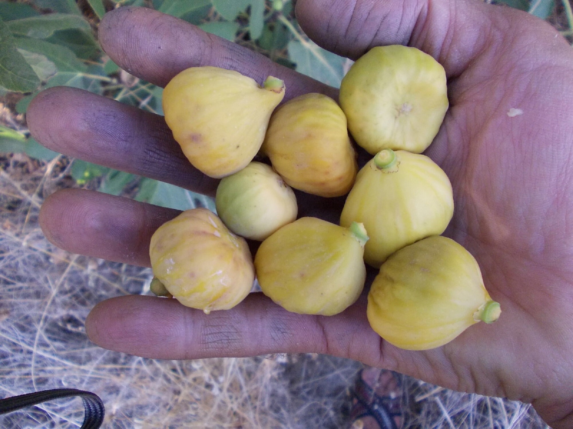 Fig Cuttings Mini Nut Fig 3 Fresh Cuttings - Etsy