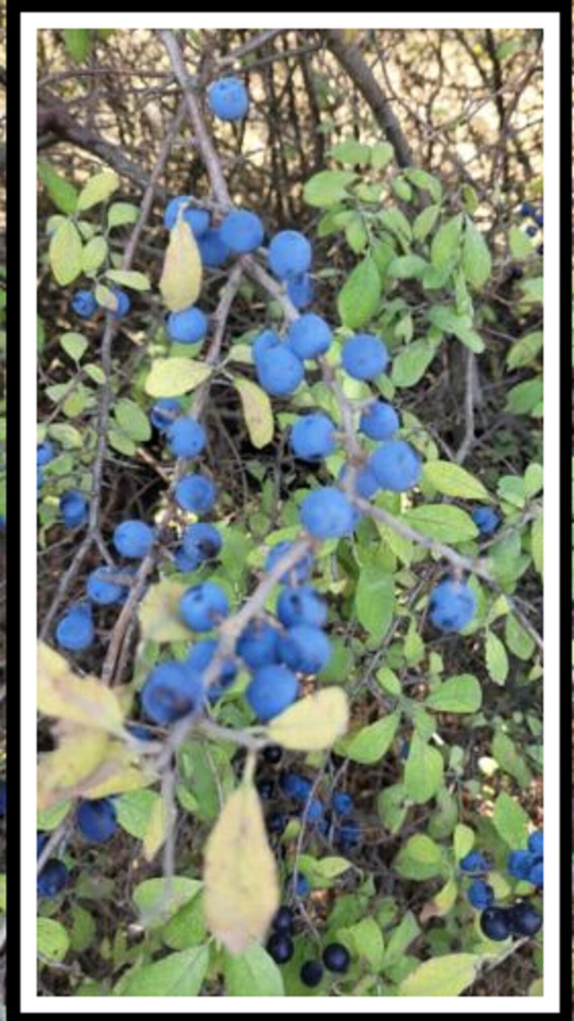 Prunus Spinosa Blackthorn Jackal Plum 20 Fresh Seeds - Etsy