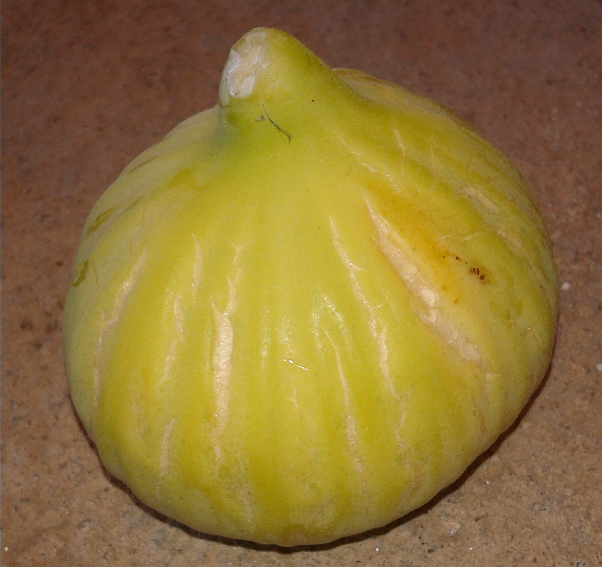 Fig Tree Sarizeybek Fig Rooted 3 Pieces Fig Plants - Etsy