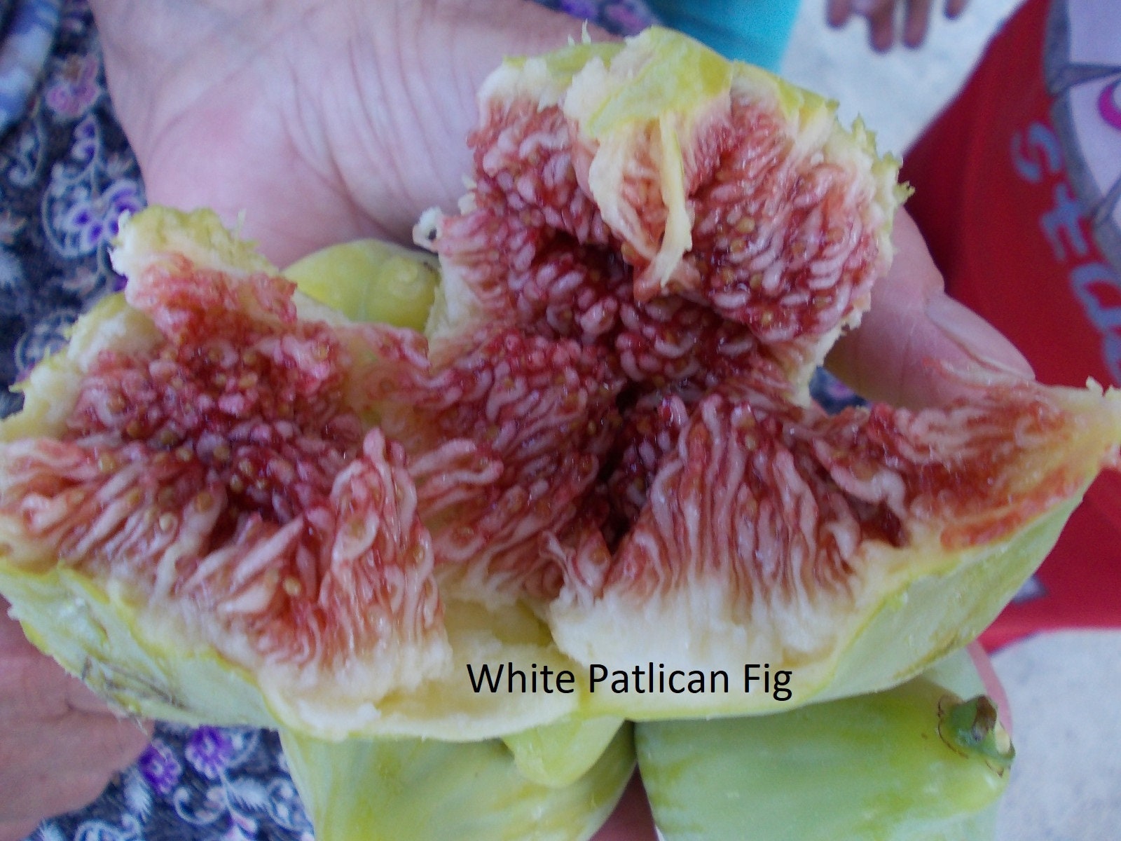 Fig Tree White Patlican Fig Rooted 3 Pieces Fig Plants - Etsy