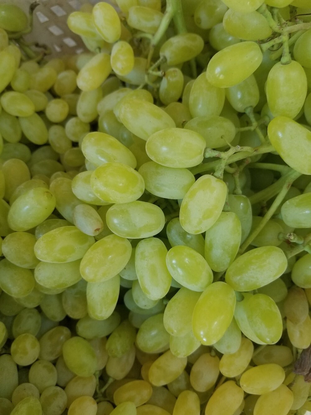 Rooted Grape Vine Thompson Seedless Grapes Rooted 3 Pieces Grapes ...