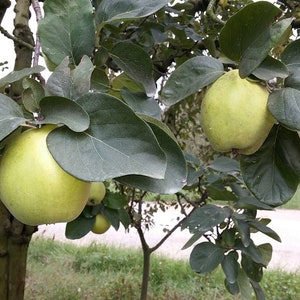 Quince Tree (cydonia Oblonga) 4 Fresh Cuttings - Etsy