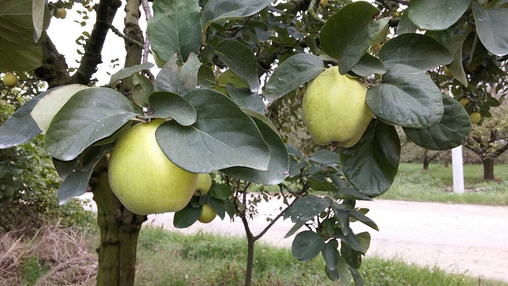 Quince Tree cydonia Oblonga 4 Fresh Cuttings - Etsy