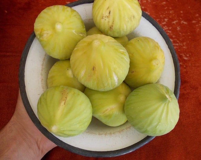 Japan Kurume Kuromitsu Fig > Ficus Carica Sp. Kuromitsu > 15 Fresh ...