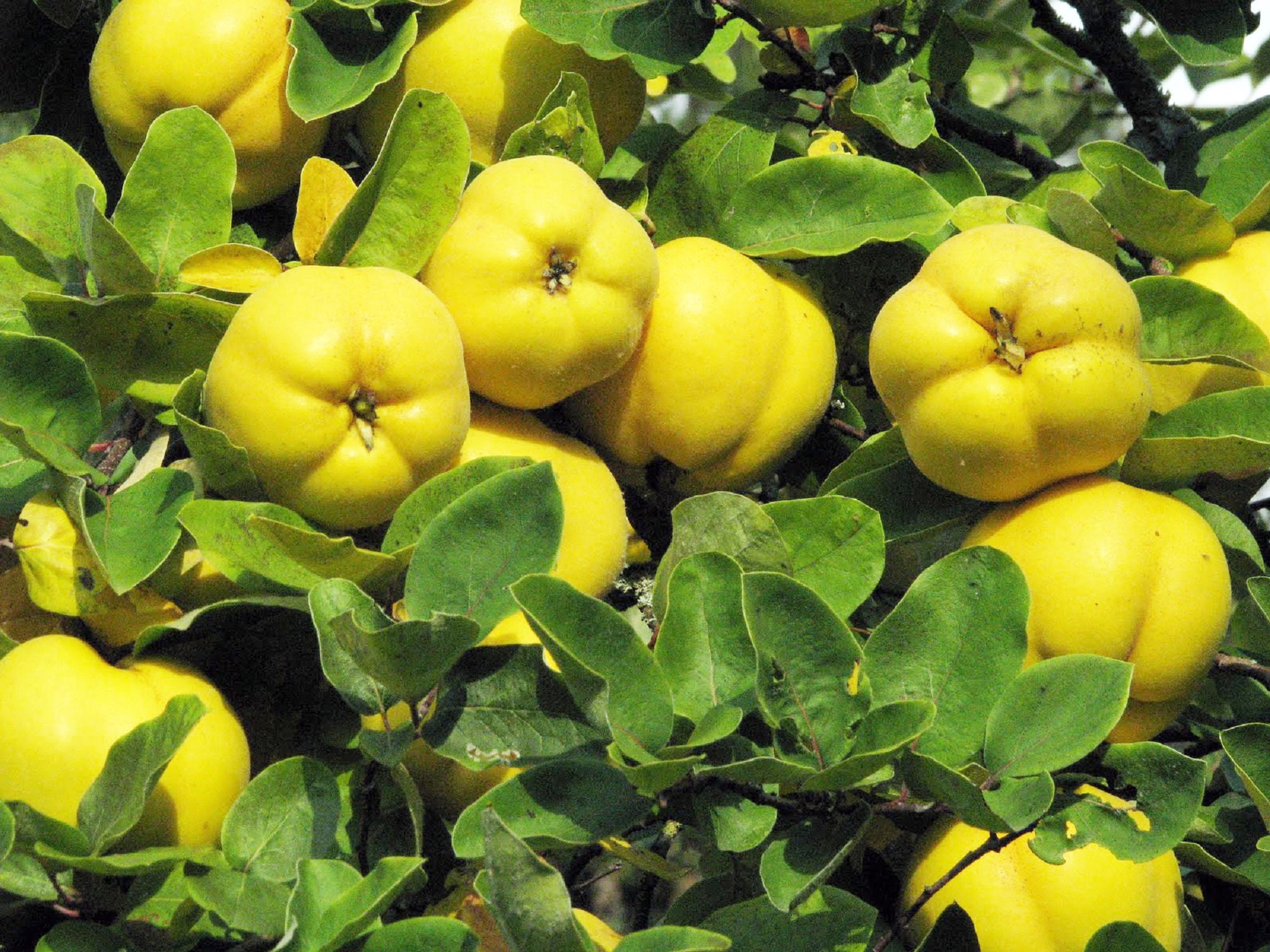 Quince Tree cydonia Oblonga 4 Fresh Cuttings - Etsy