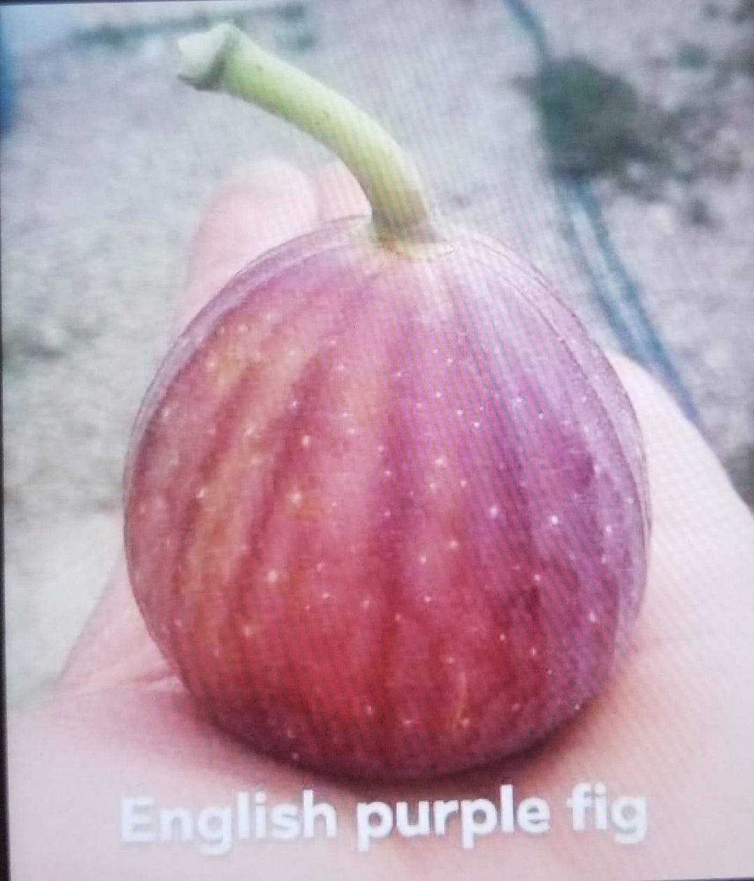 Fig Tree - English Purple Fig - Rooted 3 Pieces Fig Plants - Etsy