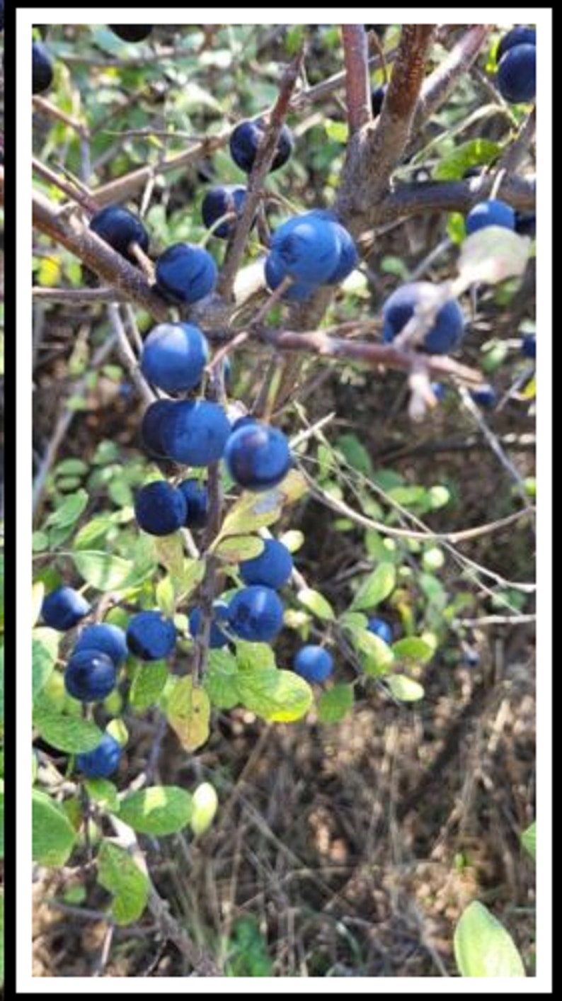 Prunus Spinosa Blackthorn Jackal Plum 20 Fresh Seeds - Etsy