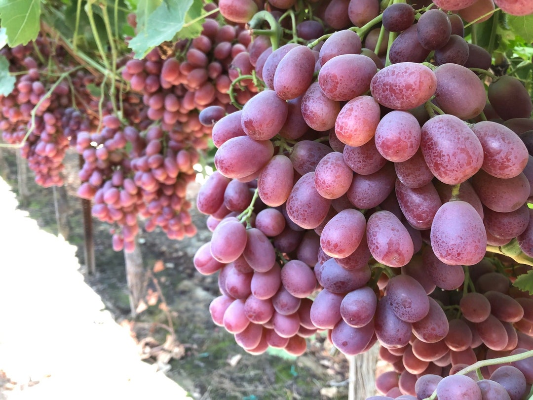 Allison Seedless Grapes 4 Cuttings - Etsy