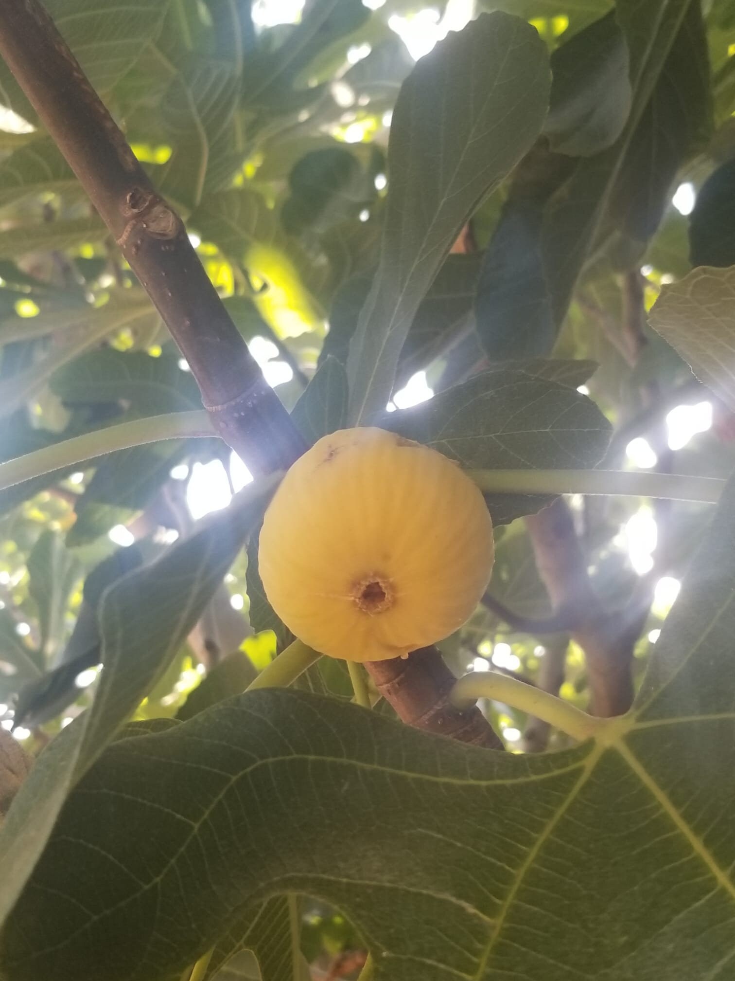 Fig Tree Sarizeybek Fig Rooted 3 Pieces Fig Plants - Etsy