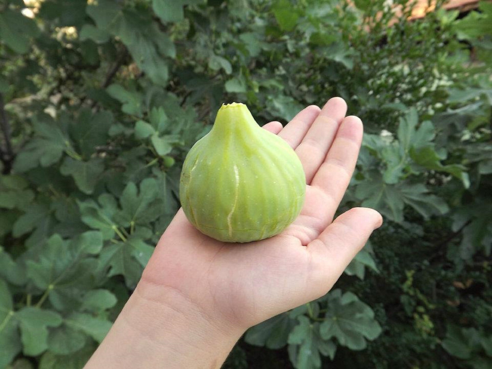 Fig Tree White Patlican Fig Rooted 3 Pieces Fig Plants - Etsy