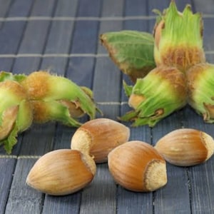 Rooted Hazelnut Tree 3 Pieces Plants - Etsy