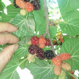 Mulberry Tree Cuttings 4 Variety 8 Cuttings - Etsy