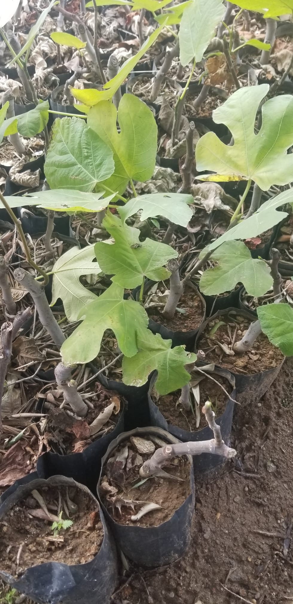 Fig Tree White Patlican Fig Rooted 3 Pieces Fig Plants - Etsy