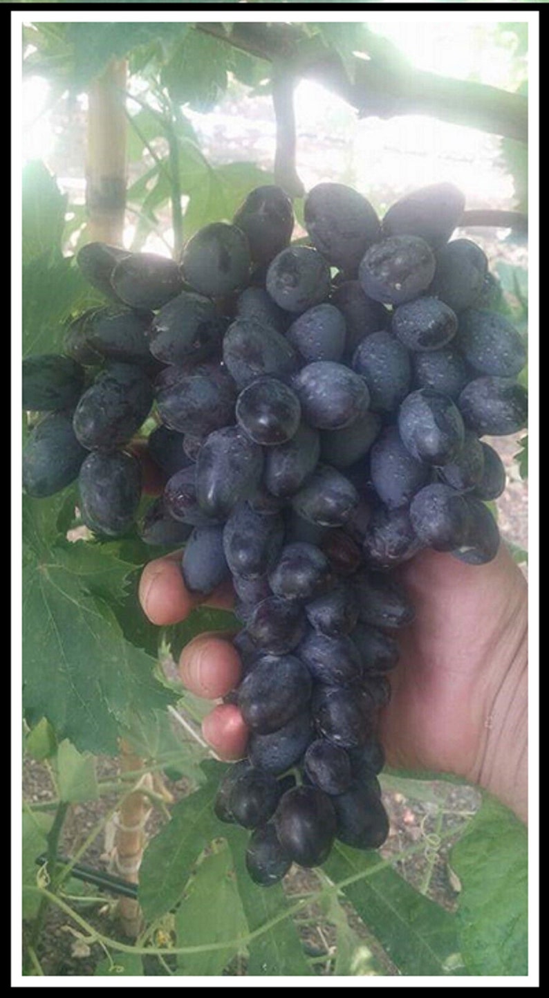 Autumn Royal Seedless Grapes 3 Fresh Cuttings - Etsy Australia