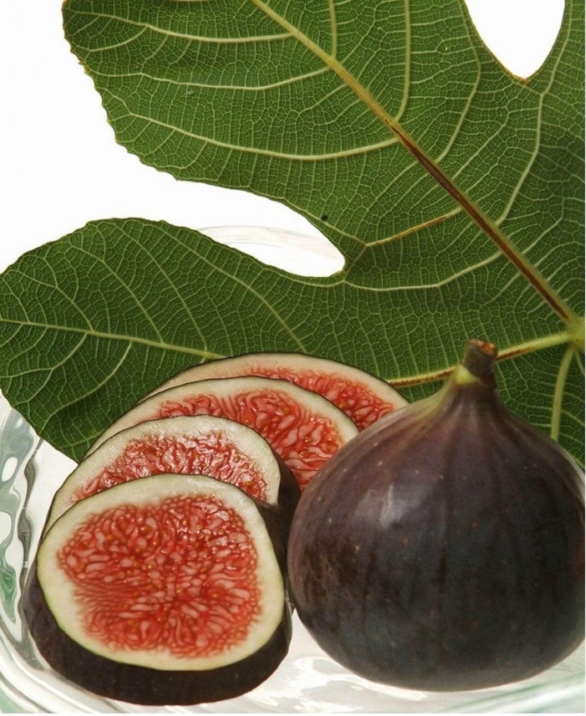 Fig Tree Bursa Black Fig Rooted 3 Pieces Fig Plants - Etsy