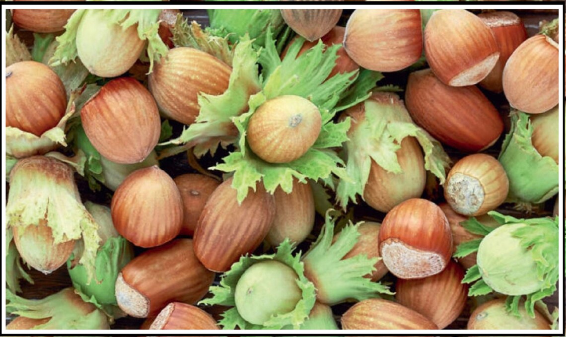 Hazelnut Tree Seeds 50 Fresh Seeds - Etsy