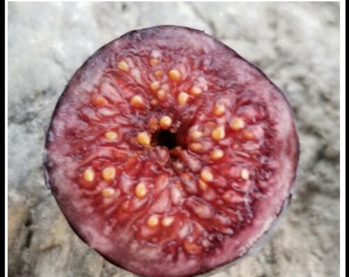 Japan Kurume Kuromitsu Fig Ficus Carica Sp. Kuromitsu 15 Fresh Seeds ...