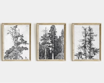 Masculine Wall Art Manly Art Masculine Wall Decor Gallery Wall Prints ...