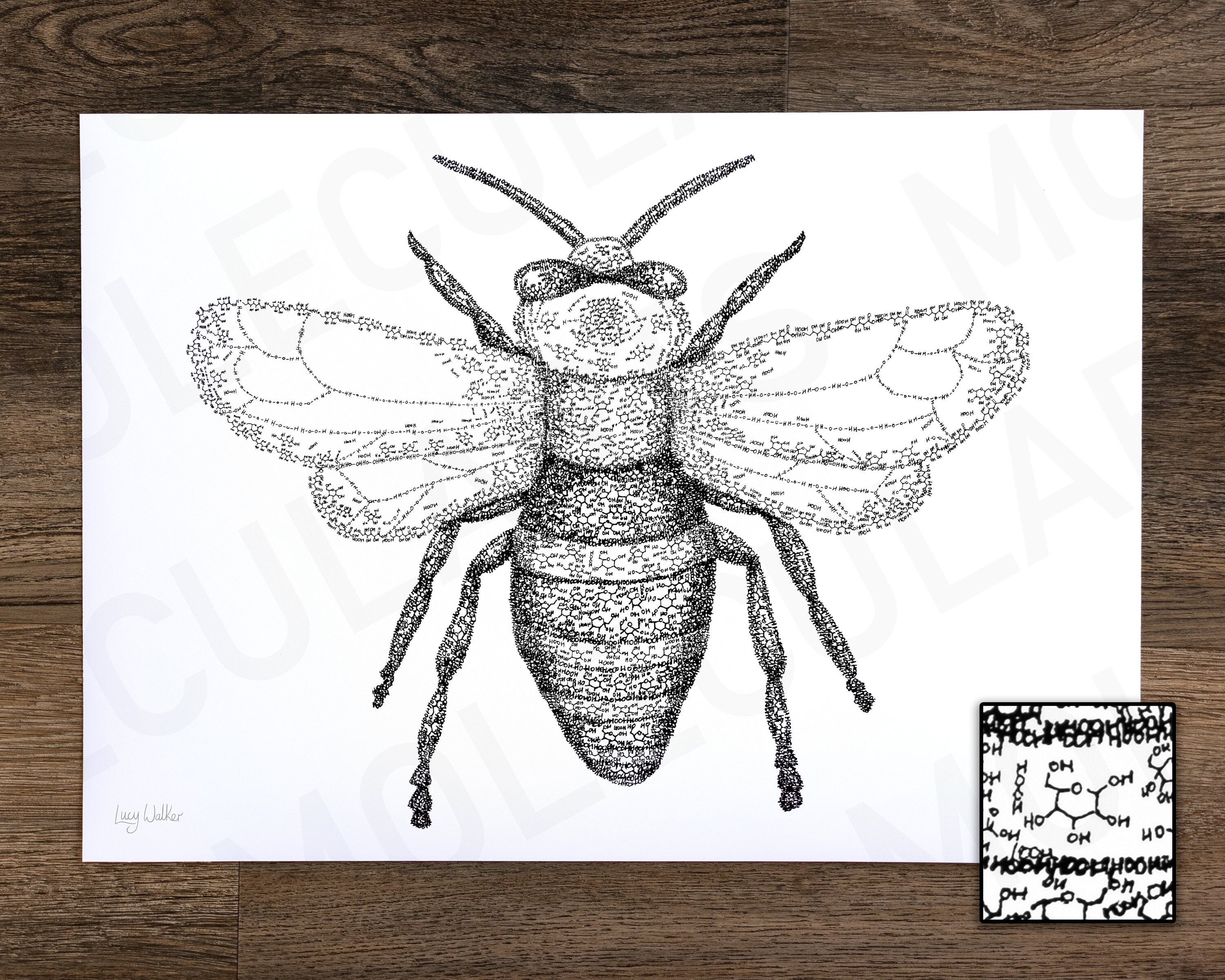 Honey Bee Scientific Drawing