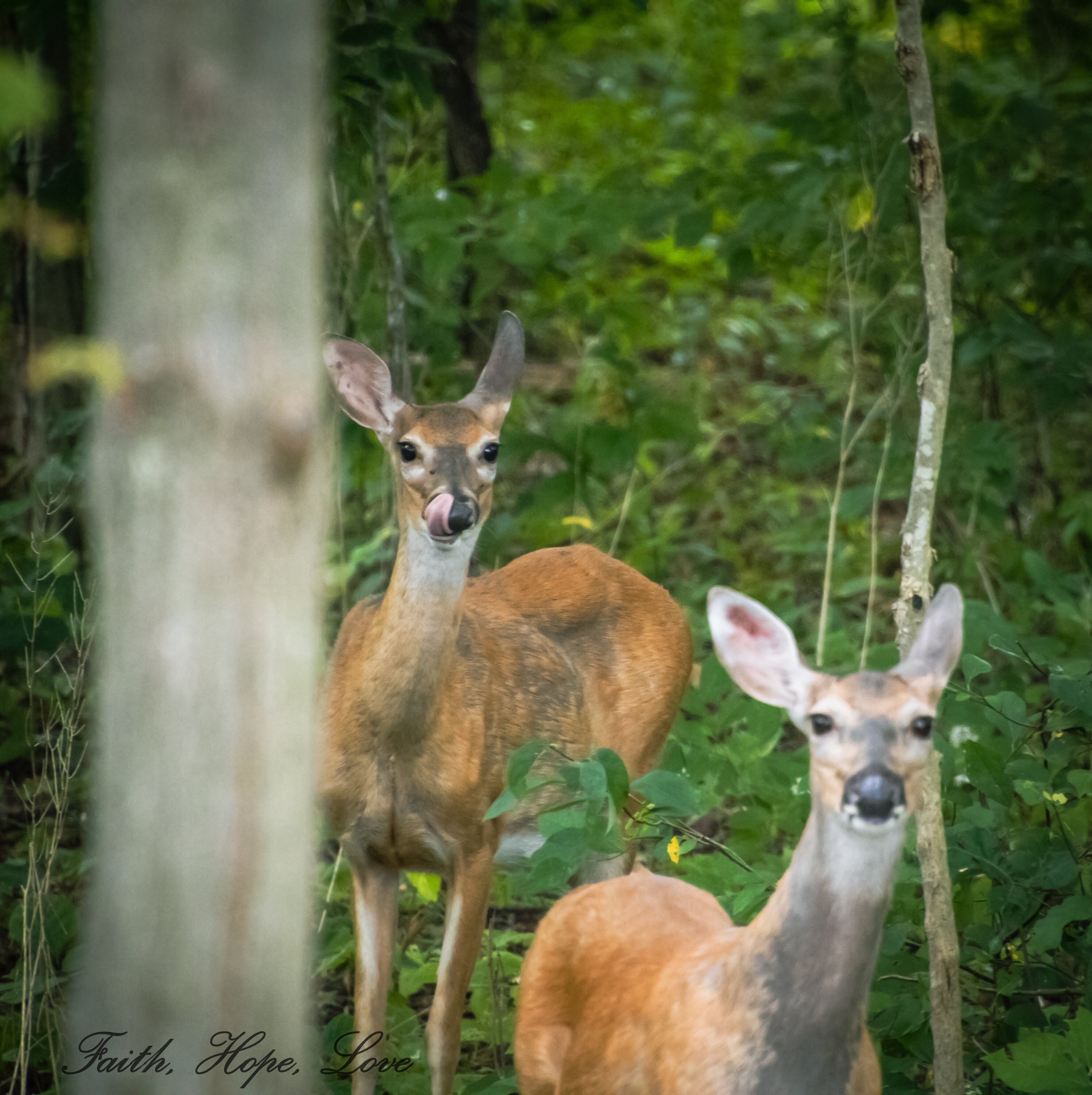 Deer - Etsy