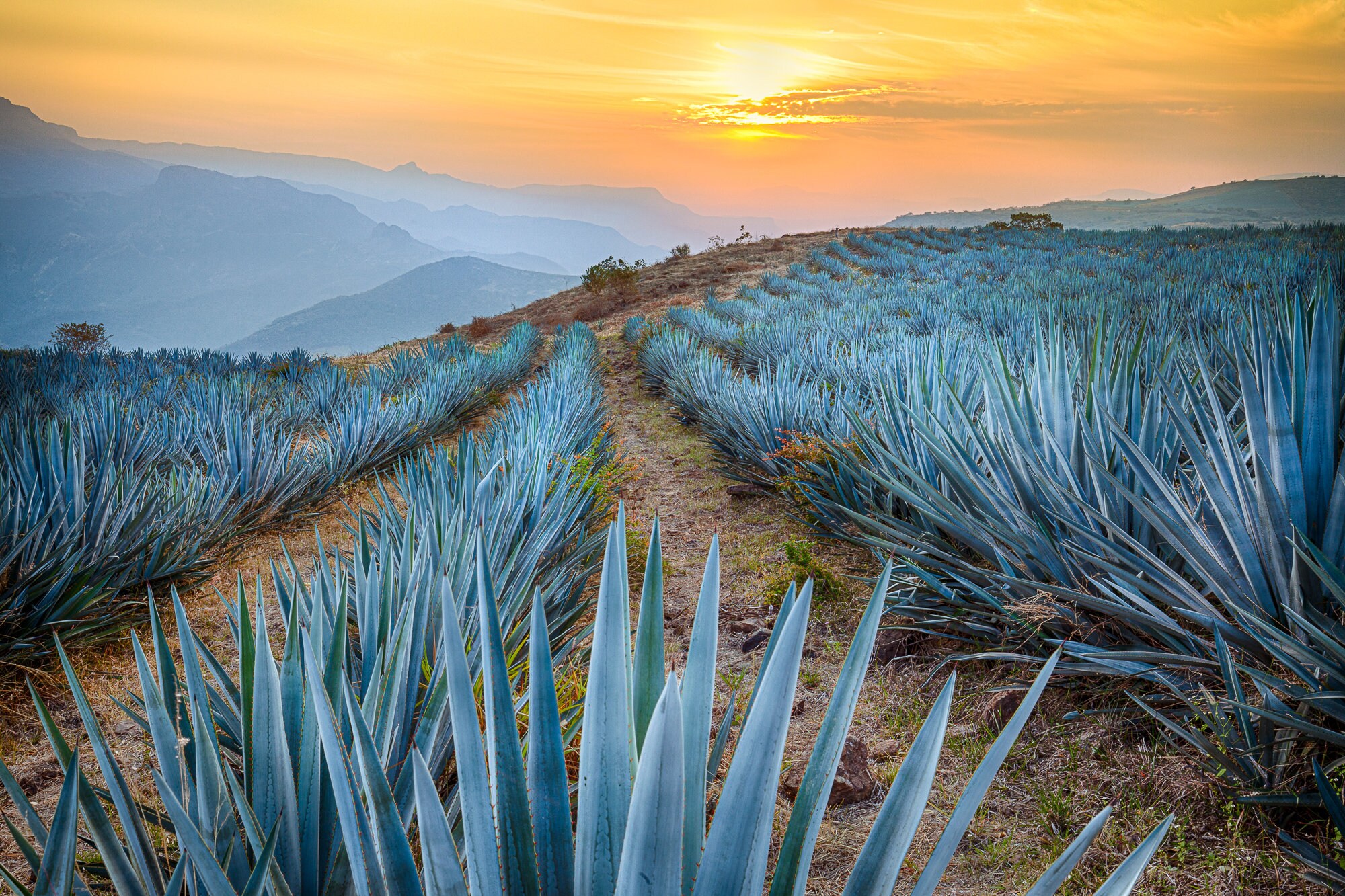 Blue Agave Painting