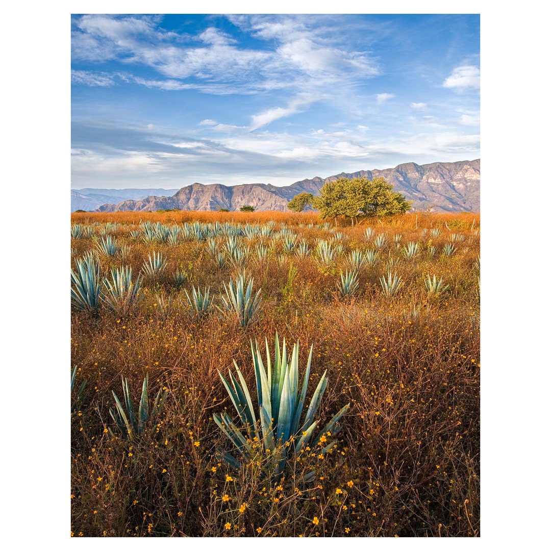 Tequila Cactus Field Landscape Photograph-blue Agave-mexico Photography ...