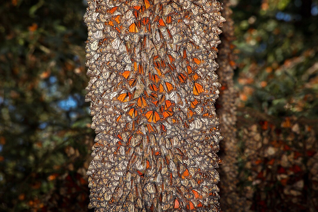 Tree Full of Monarch Butterflies at Their Winter Sanctuary in Mexico ...