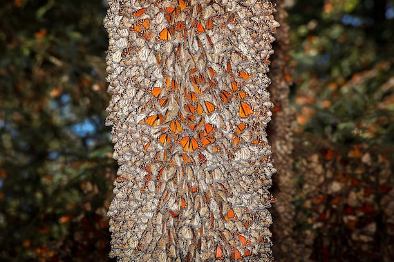 Tree Full of Monarch Butterflies at Their Winter Sanctuary in - Etsy