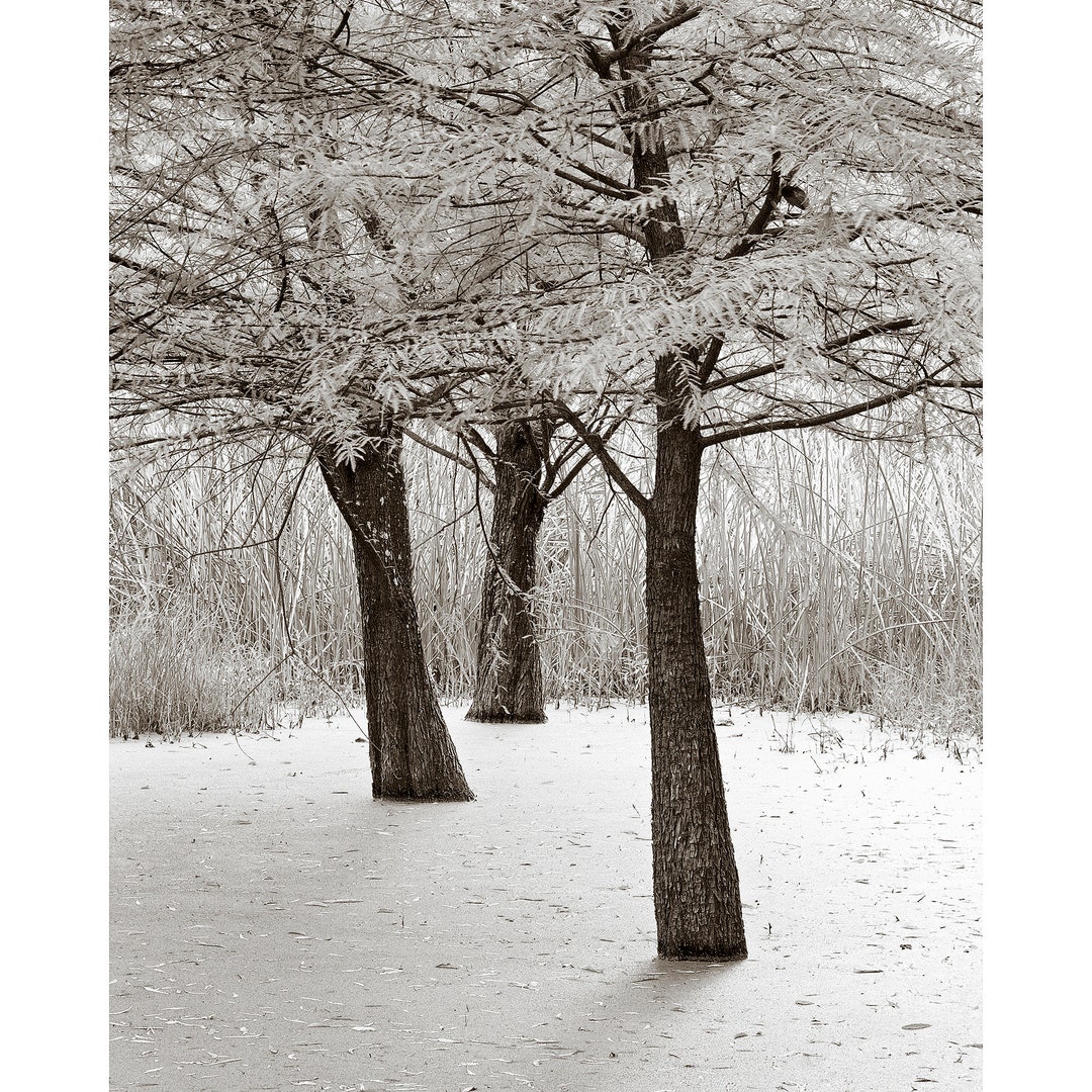 B&W Young Willow Trees and Reeds on Lake Camecuaro Mexico-minimalist ...