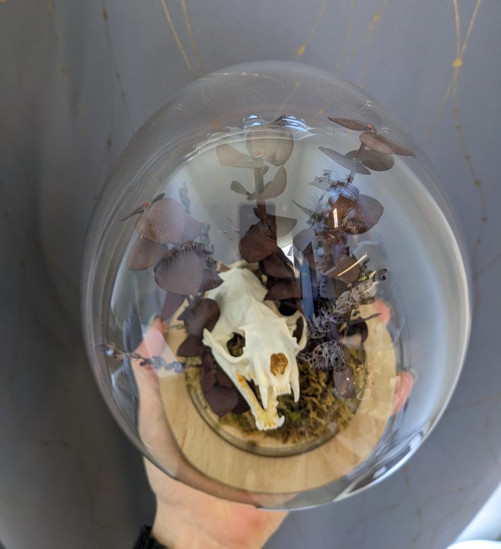 Weasel Skull Terrarium Display - Etsy