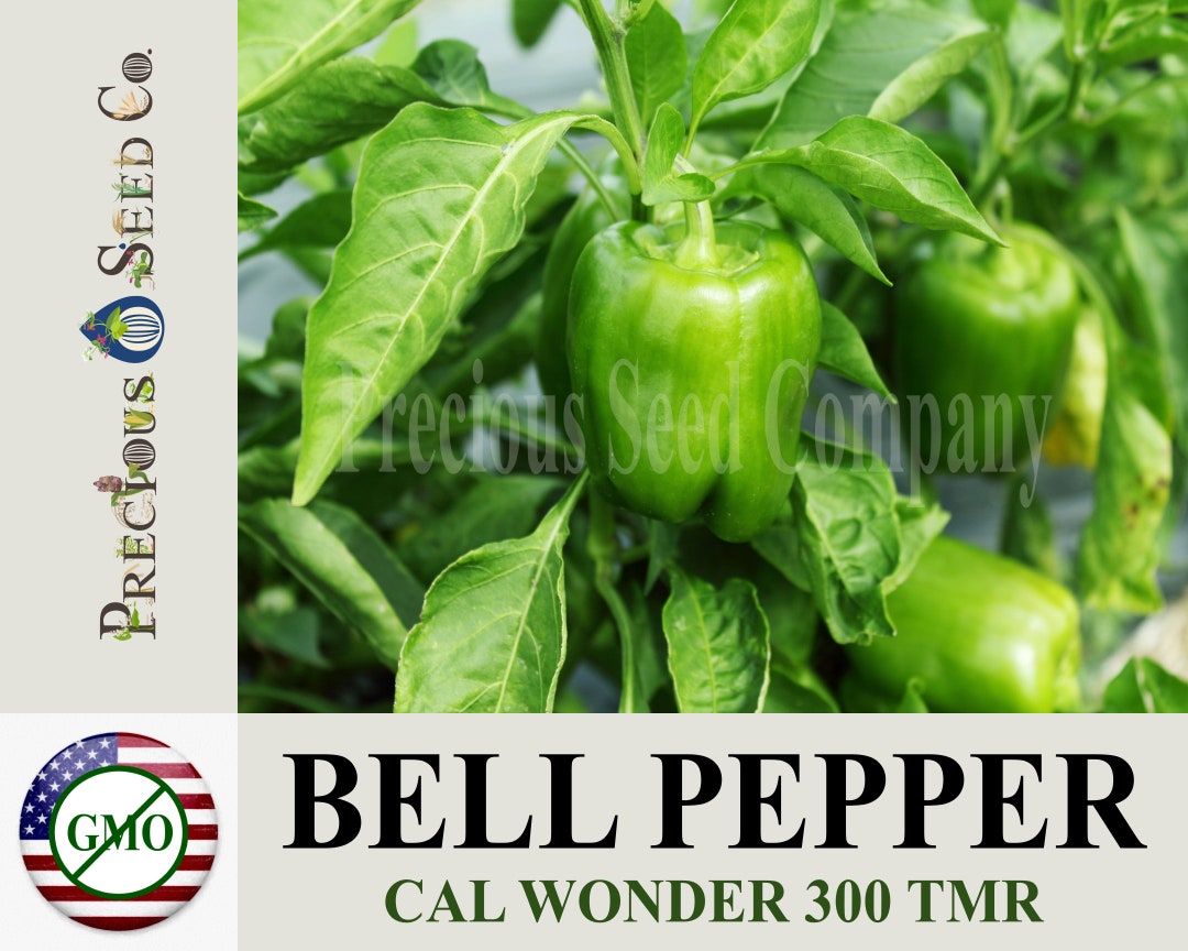 Heirloom Bell Pepper Seeds - Cal Wonder 300 TMR (non-gmo) - Etsy