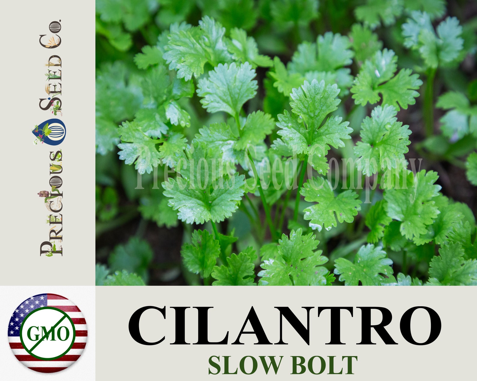 Heirloom Cilantro Seeds - Slow Bolt (non-gmo) - Etsy