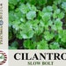 Heirloom Cilantro Seeds - Slow Bolt (non-gmo) - Etsy
