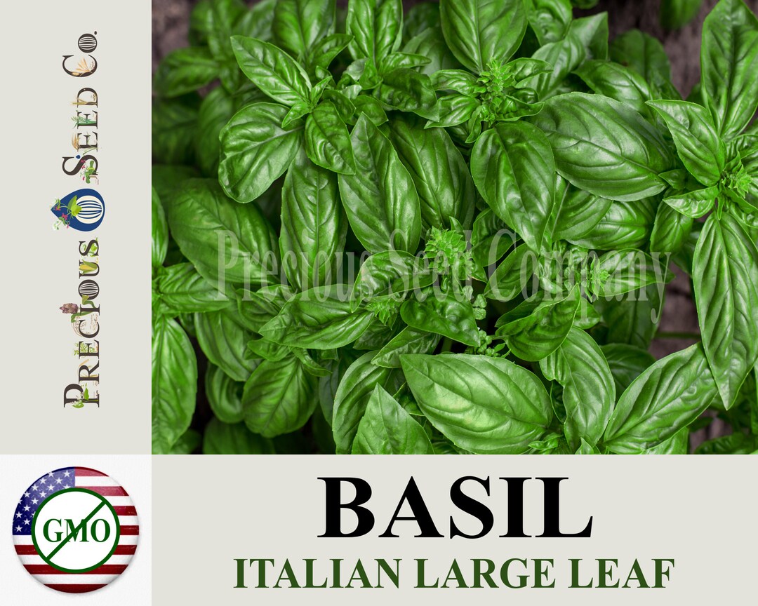 Heirloom Basil Seeds - Italian Large Leaf (non-gmo) - Etsy