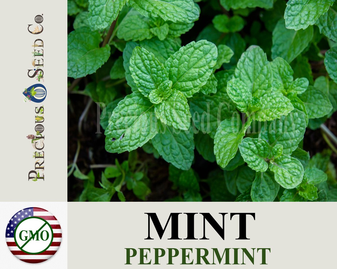 Heirloom Mint Seeds - Peppermint (non-gmo) - Etsy