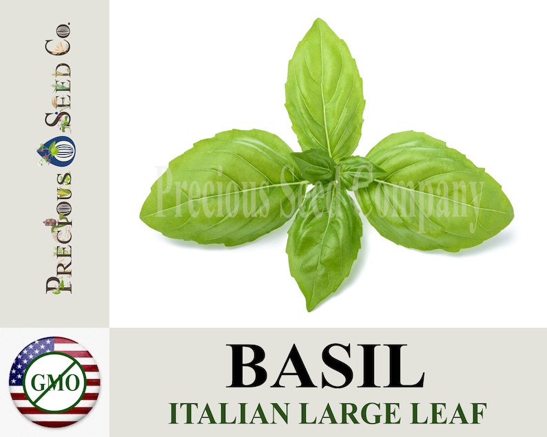 Heirloom Basil Seeds - Italian Large Leaf (non-gmo) - Etsy