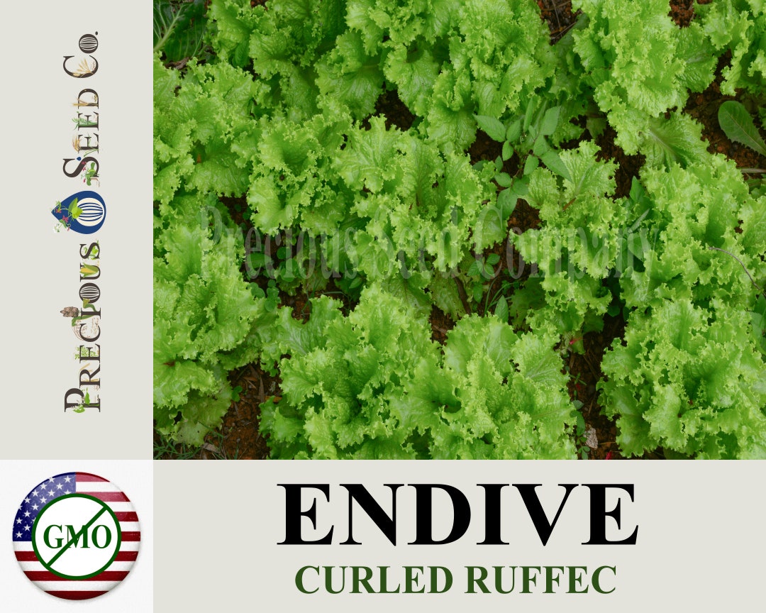 Heirloom Endive Seeds - Curled Ruffec (non-gmo) - Etsy