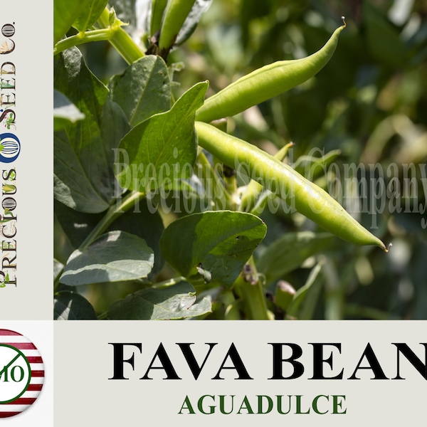Fava Beans - Etsy